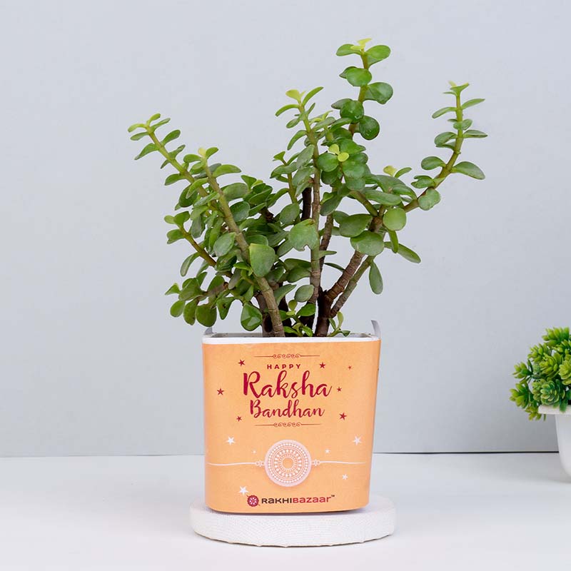 Send Ganesha Rakhi with Jade Plant and Lipton Green Tea Gift Pack ...